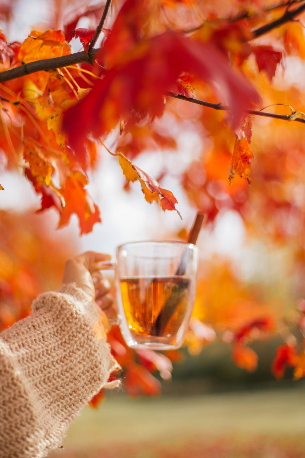 fall cocktails | spiked apple cider - Jasmine Elias